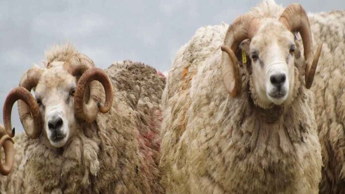 Shetland Sheep Wool Designs Featured in Student Project